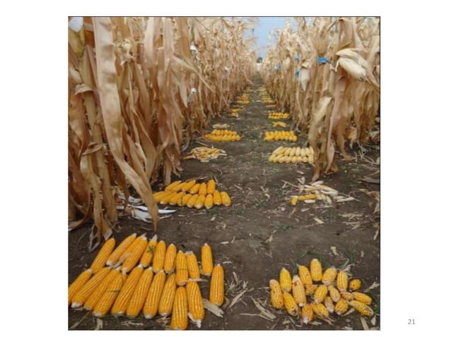Breeding of Maize | PDF
