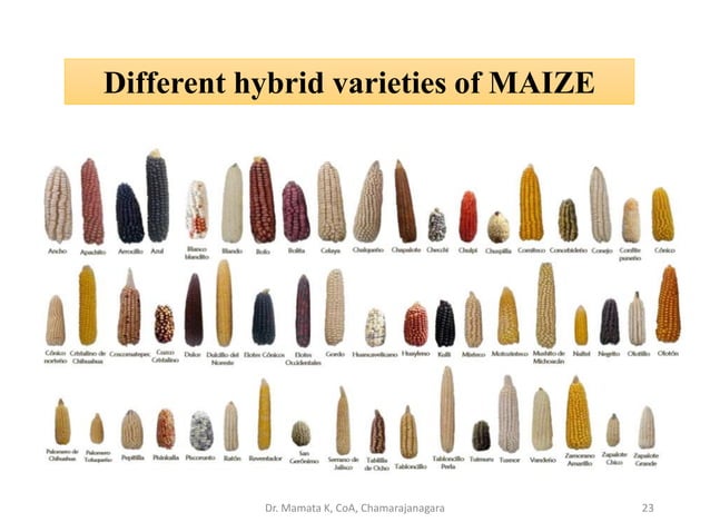 Breeding of Maize | PDF