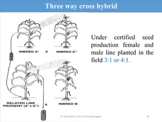 Breeding of Maize | PDF