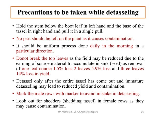 Breeding of Maize | PDF