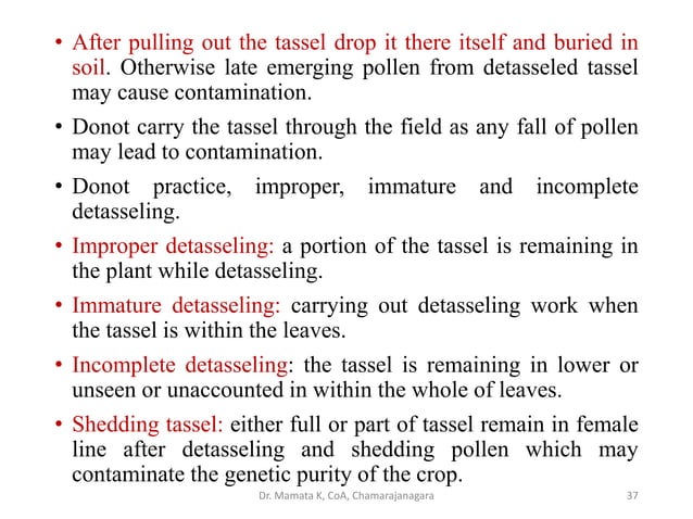 Breeding of Maize | PDF