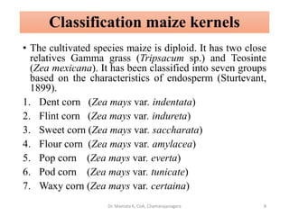 Breeding of Maize | PDF
