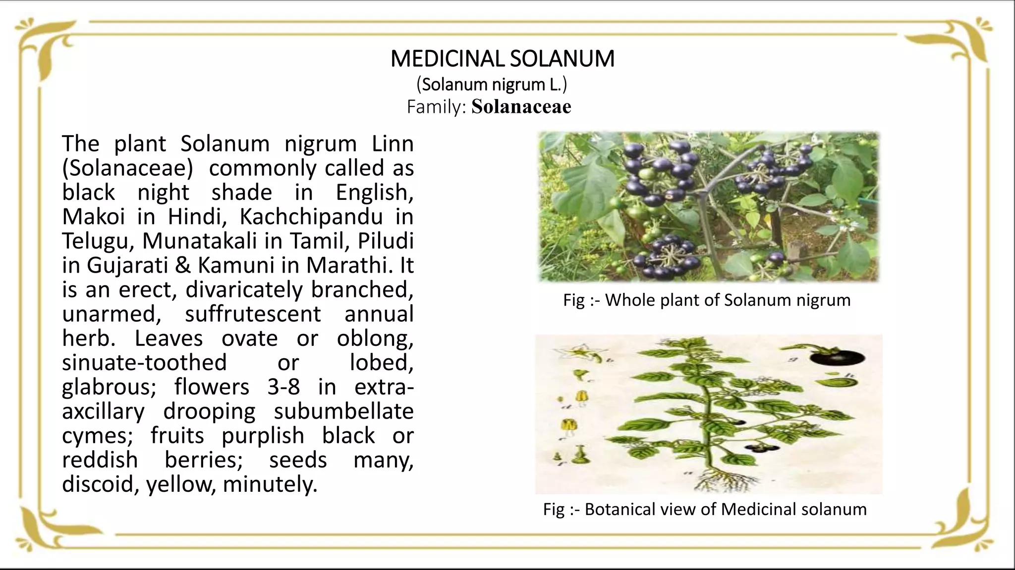 Breeding of medicinal solanum and phylanthus amarus.souvick.ppt
