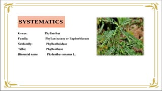 Breeding of medicinal solanum and phylanthus amarus.souvick.ppt