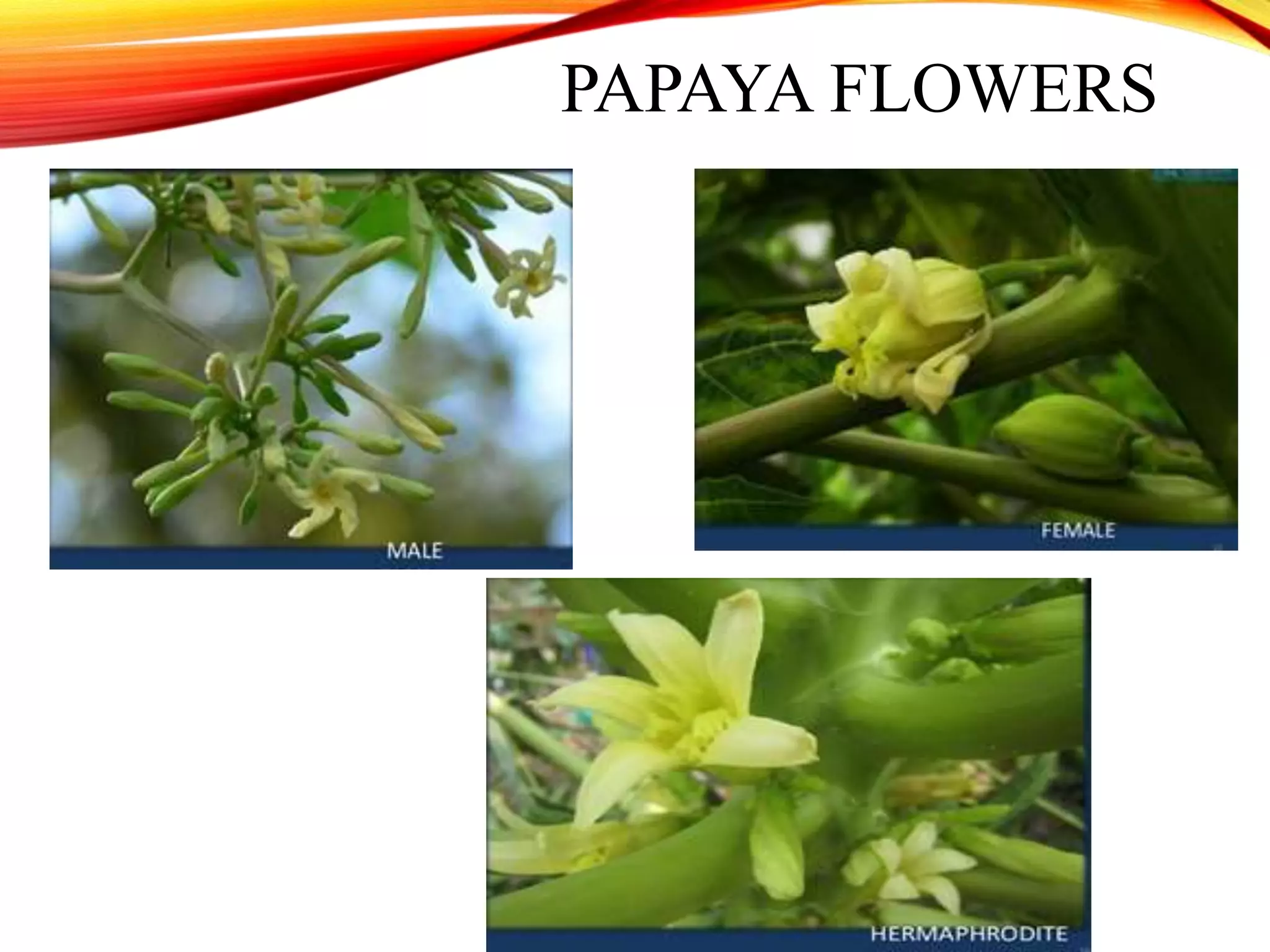 Breeding of papaya | PPTX