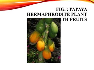 Breeding of papaya | PPTX