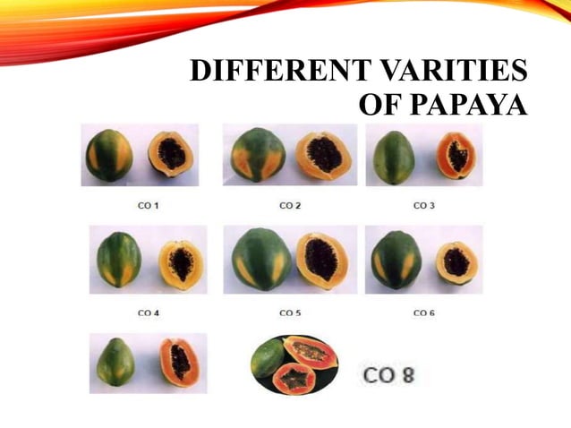 Breeding of papaya | PPTX | Gardening | Home & Garden