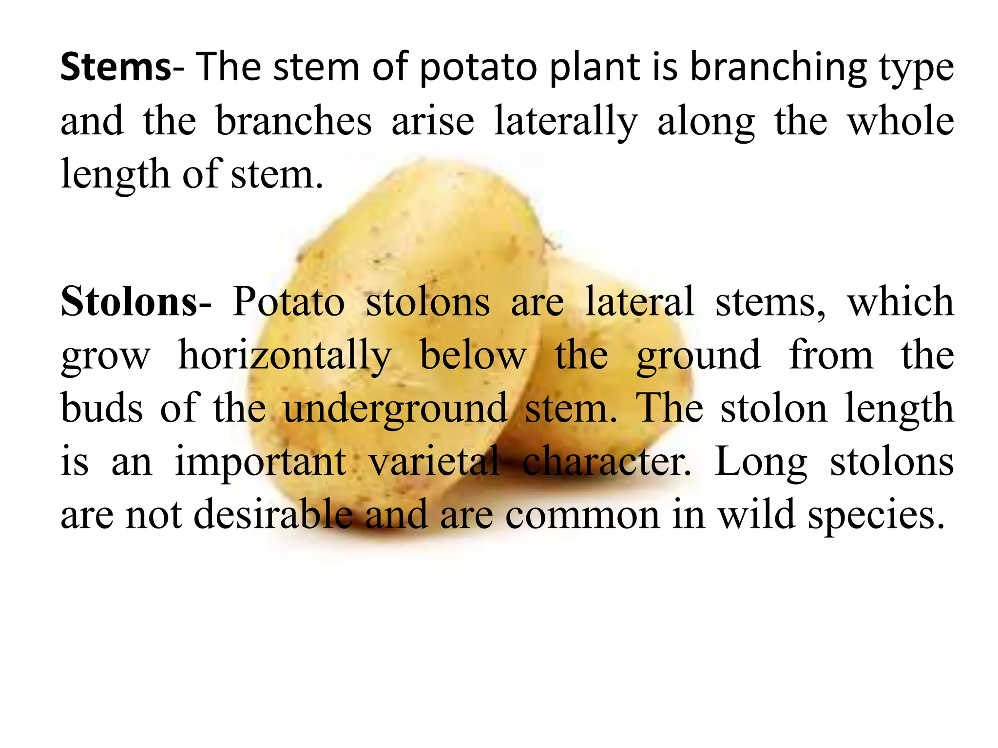Breeding of potato | PPTX