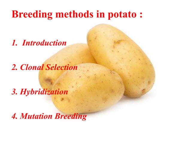 Breeding of potato | PPTX