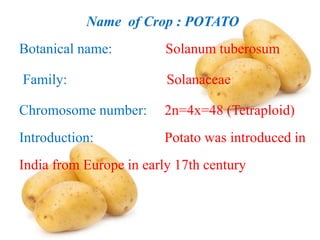 Breeding of potato | PPTX