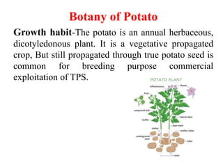 Breeding of potato | PPTX