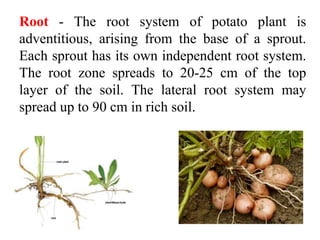 Breeding of potato | PPTX