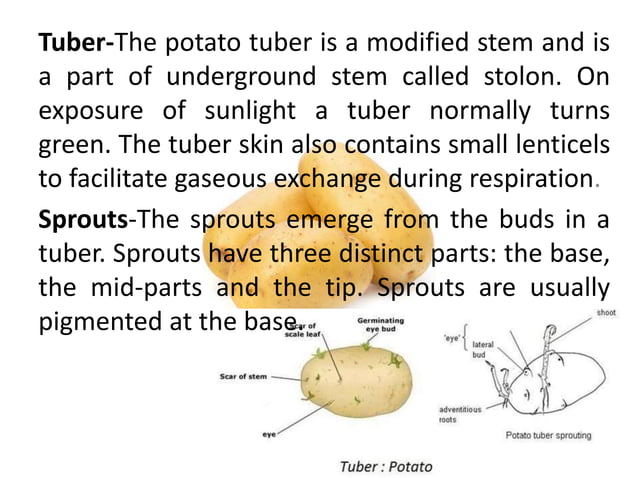 Breeding of potato | PPTX