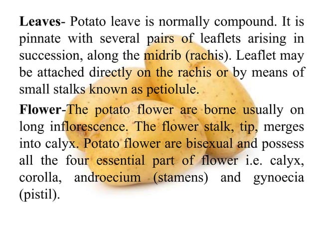 Breeding of potato | PPTX