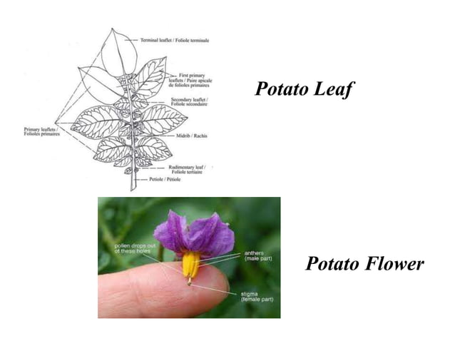 Breeding of potato | PPTX