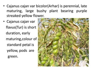Breeding of Pulses | PPTX