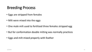 Breeding of Rainbow Trout In Nepal.pptx