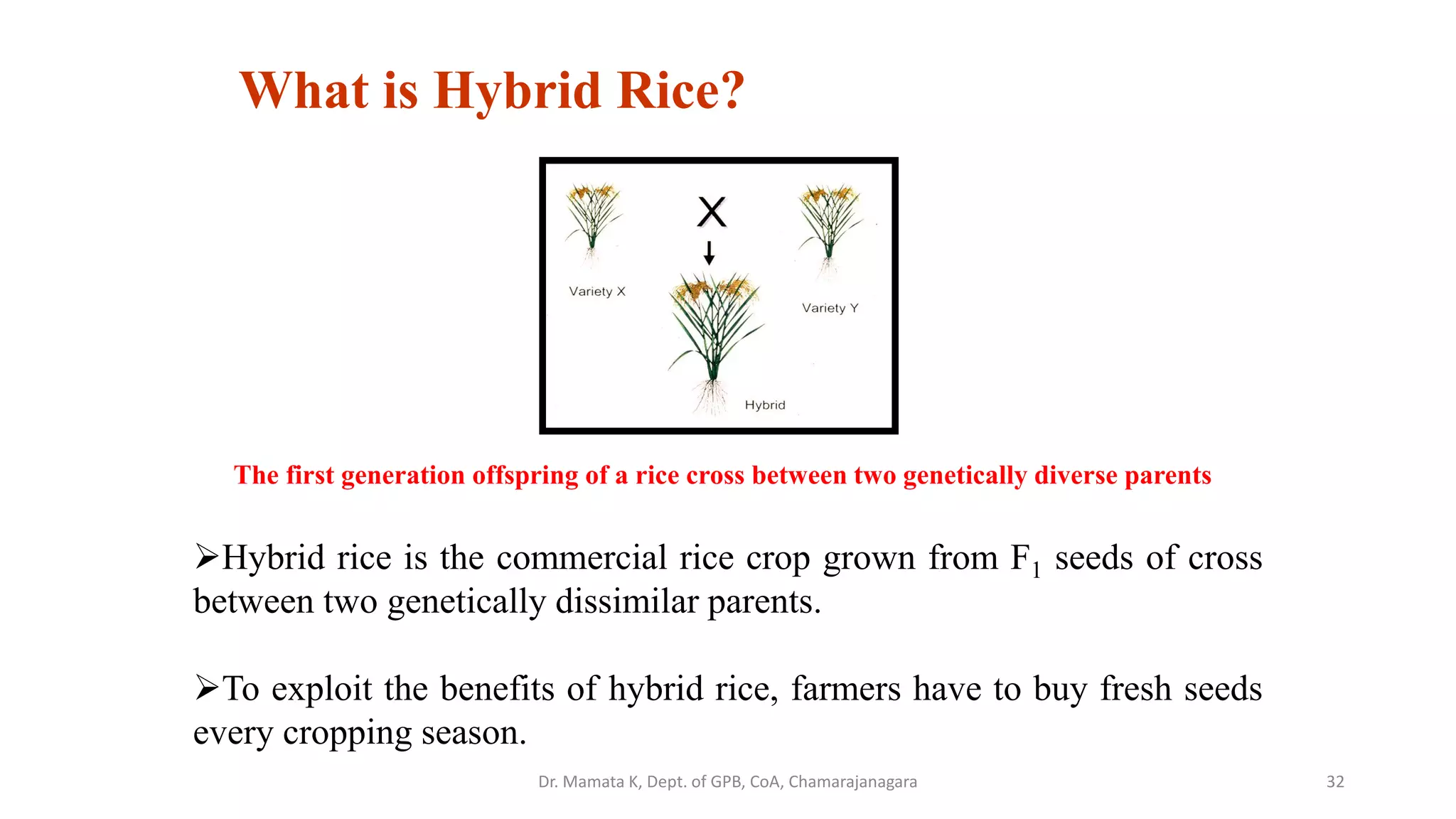 Breeding of rice | PDF