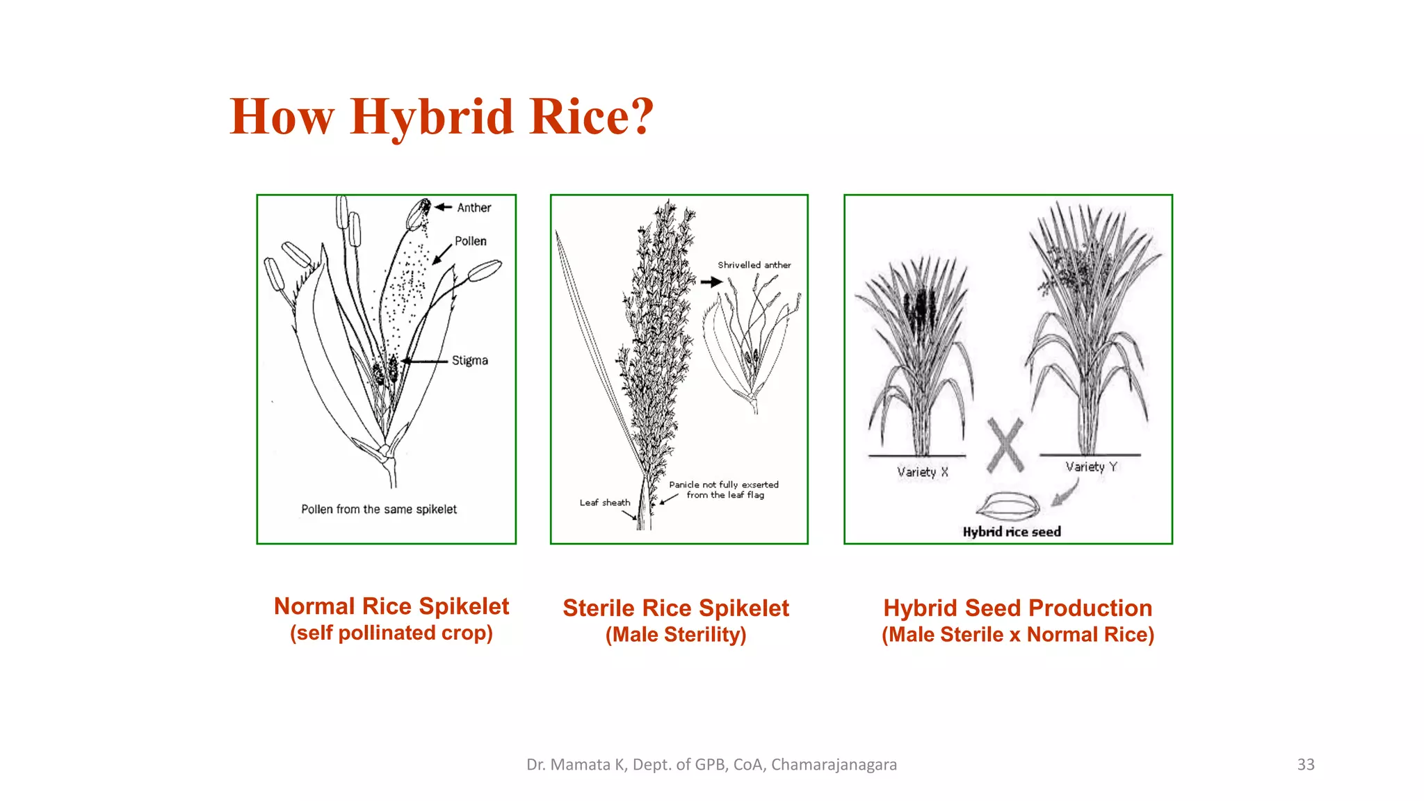 Breeding of rice | PDF