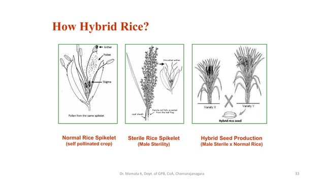 Breeding of rice | PDF | Agriculture | Industries