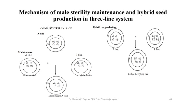 Breeding of rice | PDF | Agriculture | Industries