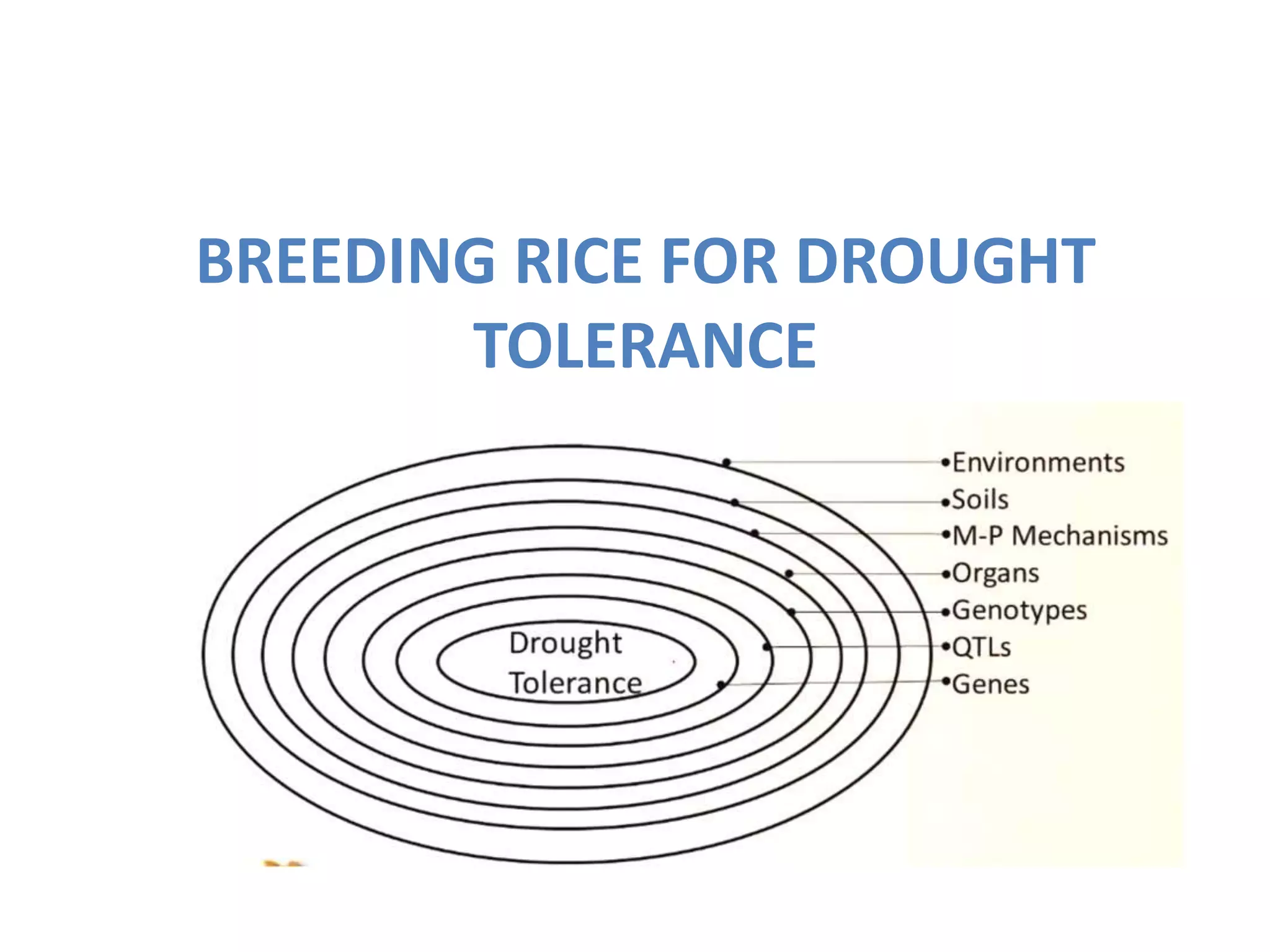 Breeding of rice.pptx