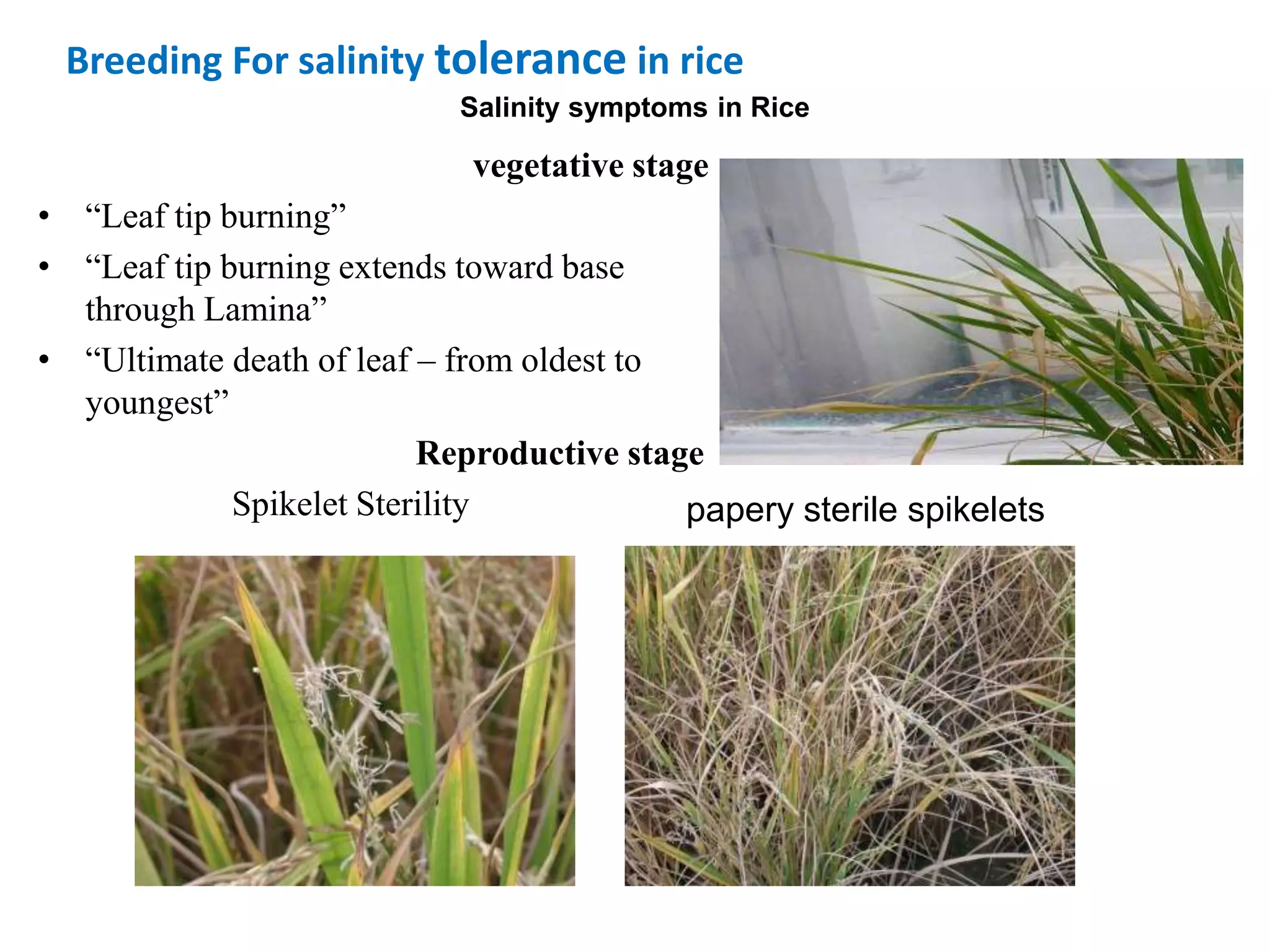 Breeding of rice.pptx
