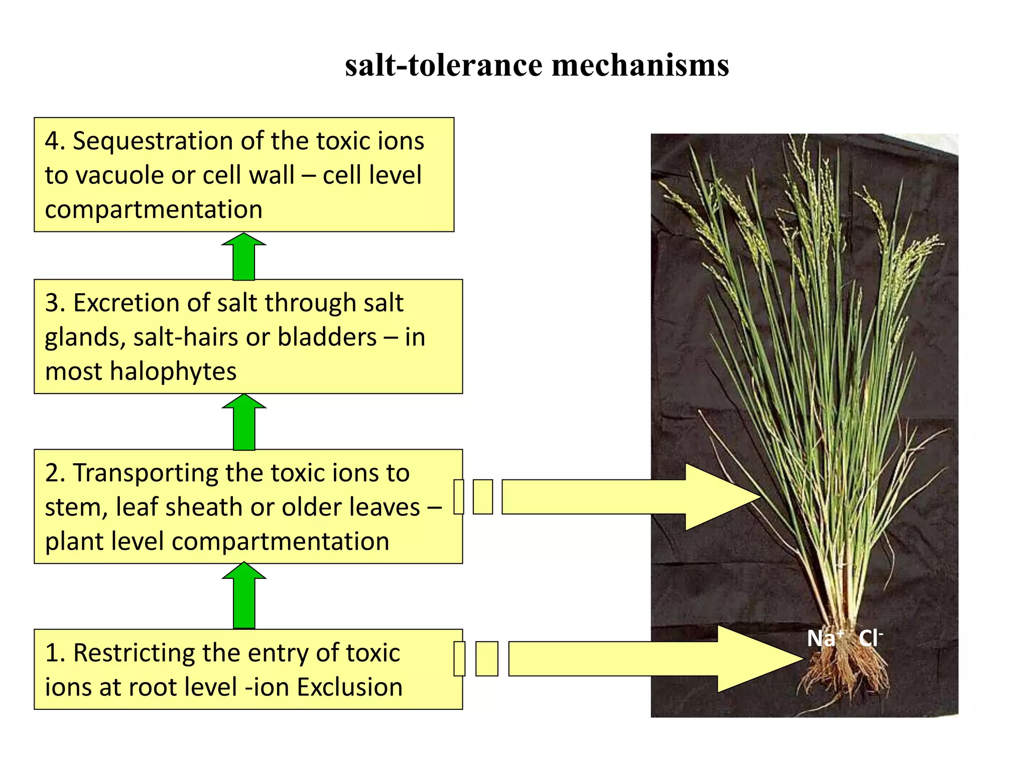 Breeding of rice.pptx