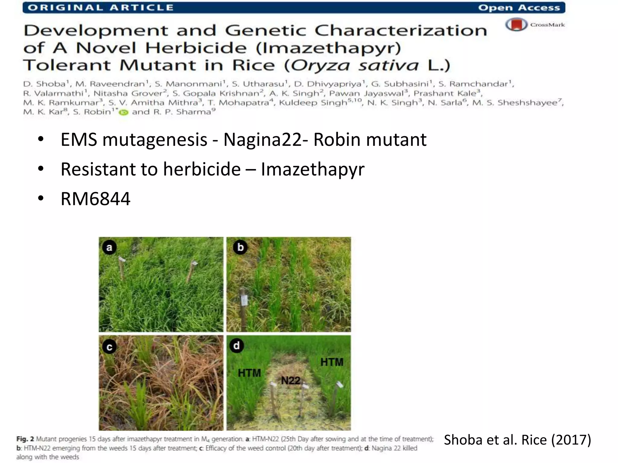 Breeding of rice.pptx