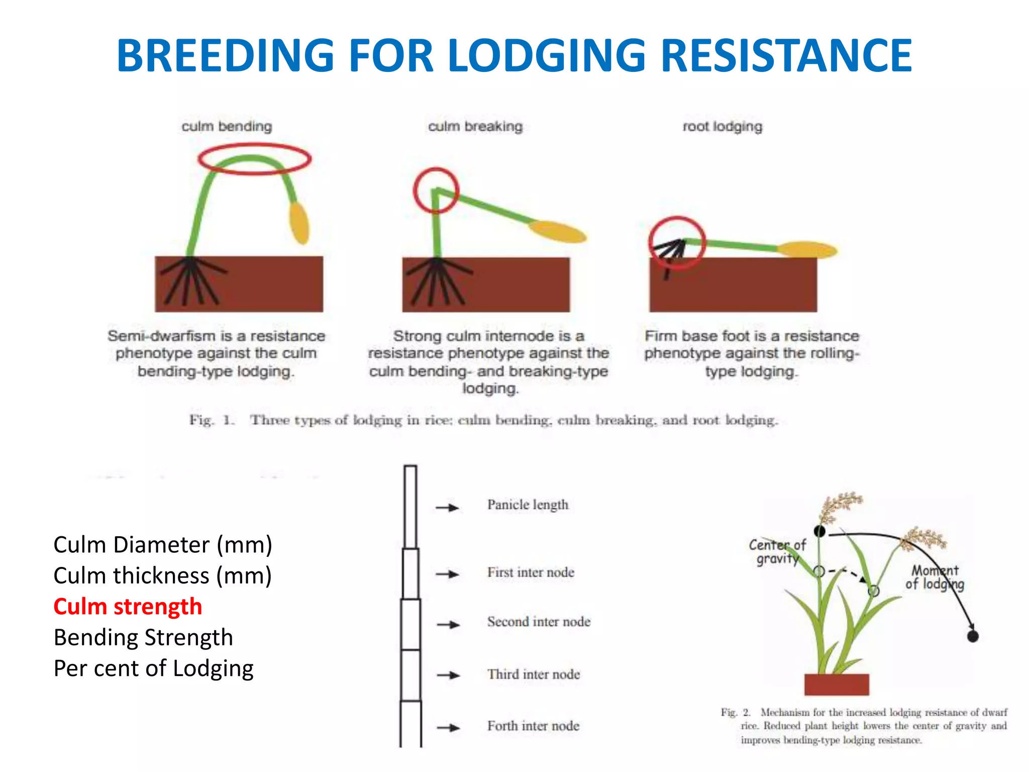 Breeding of rice.pptx