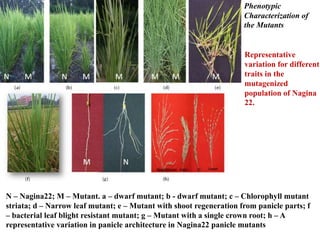 Breeding of rice.pptx
