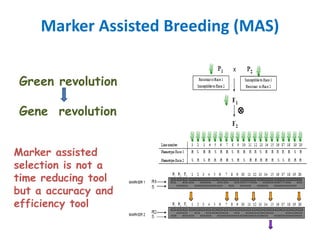 Breeding of rice.pptx