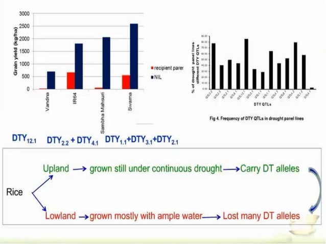 Breeding of rice.pptx | Agriculture | Industries