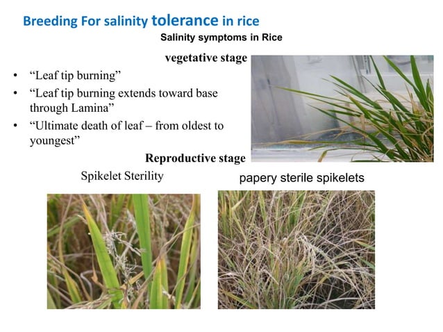 Breeding of rice.pptx | Agriculture | Industries