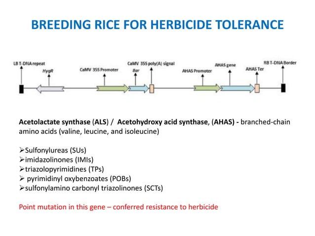 Breeding of rice.pptx | Agriculture | Industries