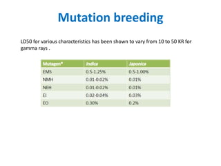 Breeding of rice.pptx