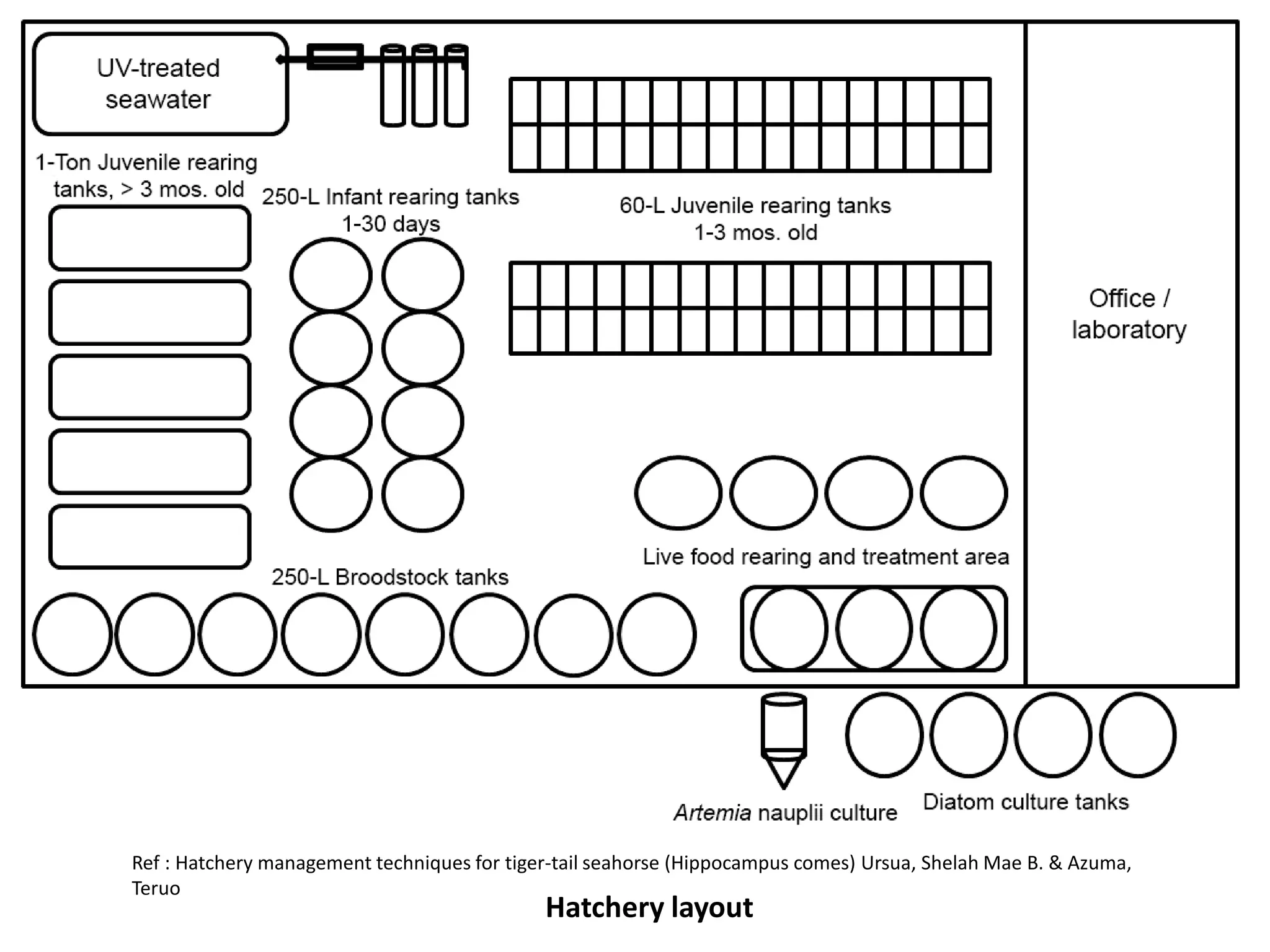 Captive Breeding of Seahorse (Hippocampus sps.) | PPTX