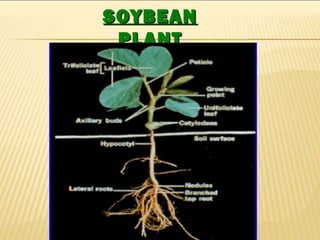 Soybean Plant Diagram