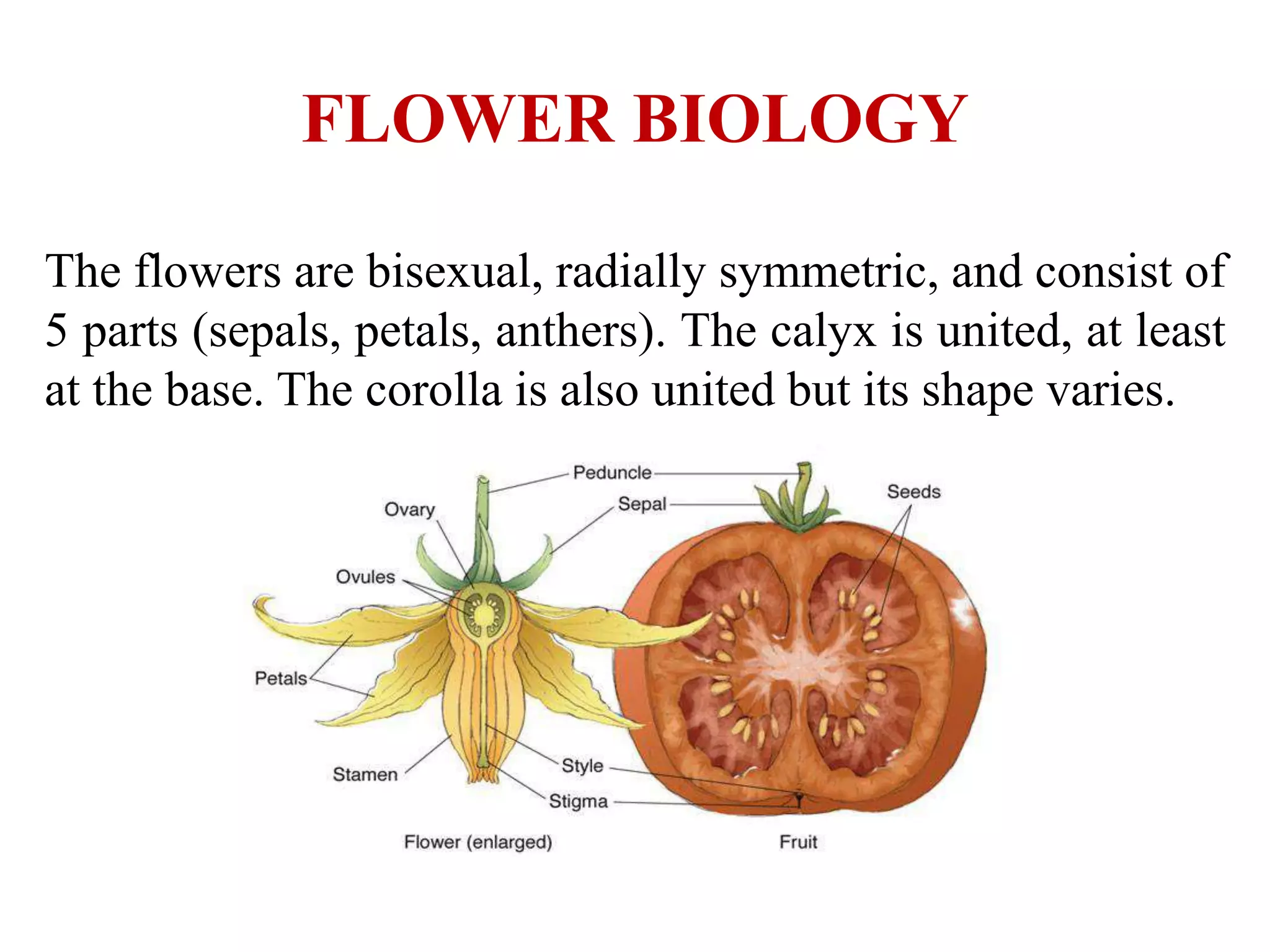 Floral biology and breeding techniques in tomato | PPTX