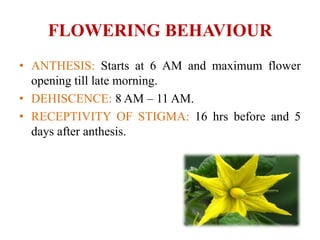 Floral biology and breeding techniques in tomato | PPTX