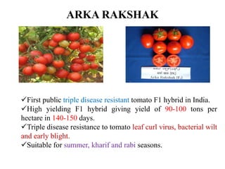 Floral biology and breeding techniques in tomato | PPTX
