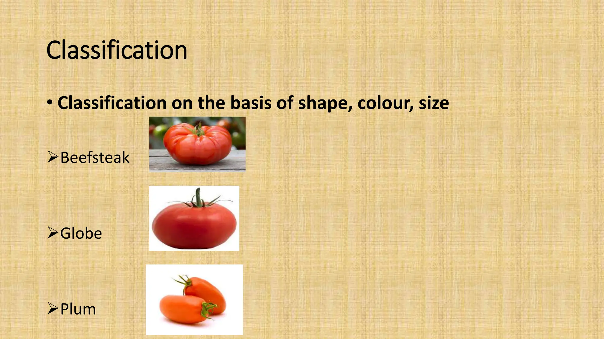 Genetics and Breeding of Tomato (Prabesh_Koirala).pptx