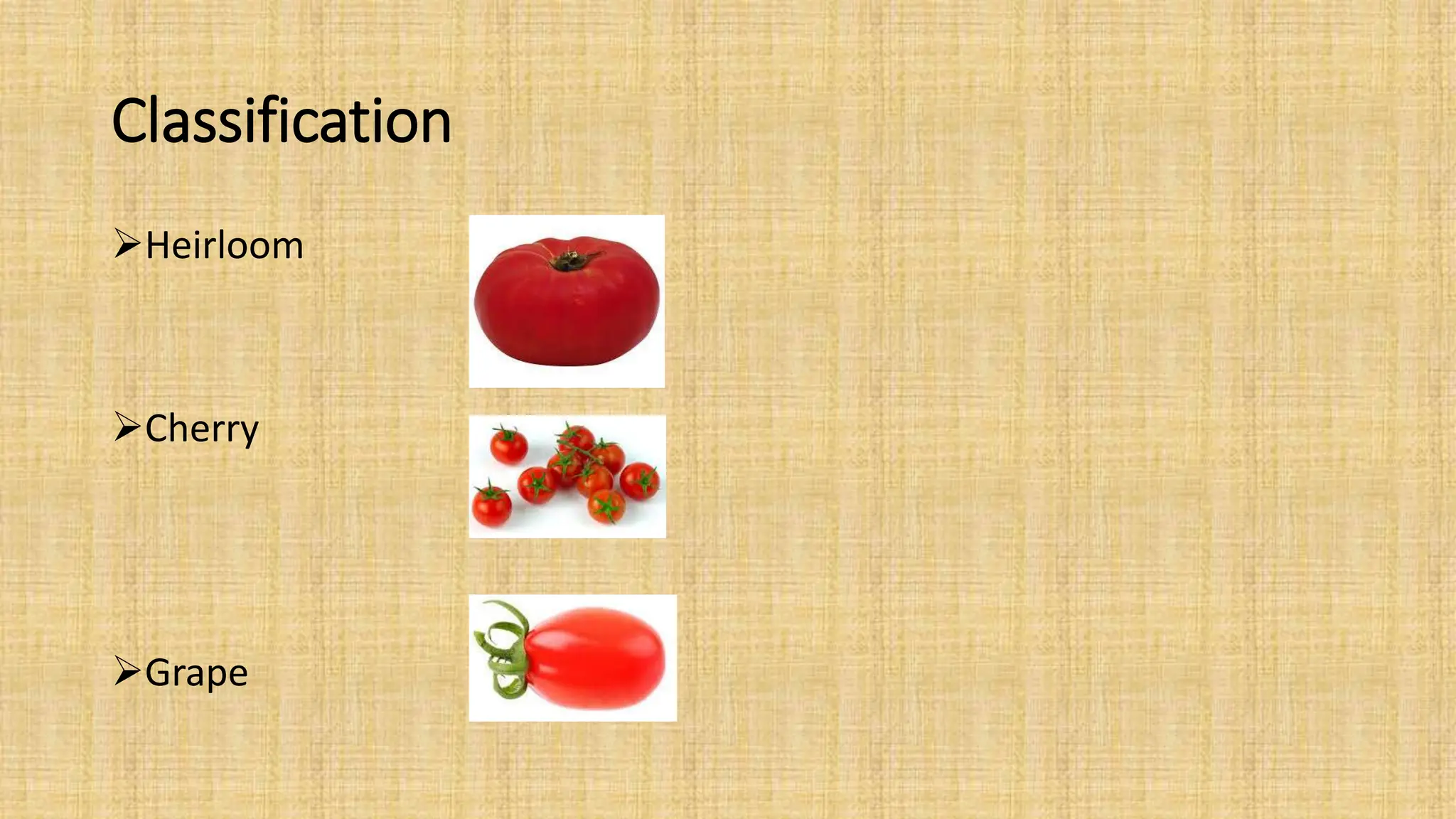 Genetics and Breeding of Tomato (Prabesh_Koirala).pptx