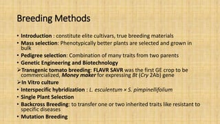 Genetics and Breeding of Tomato (Prabesh_Koirala).pptx