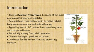 Genetics and Breeding of Tomato (Prabesh_Koirala).pptx
