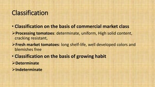 Genetics and Breeding of Tomato (Prabesh_Koirala).pptx