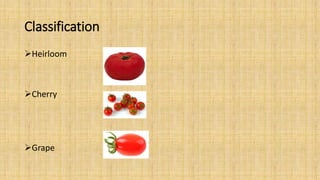Genetics and Breeding of Tomato (Prabesh_Koirala).pptx