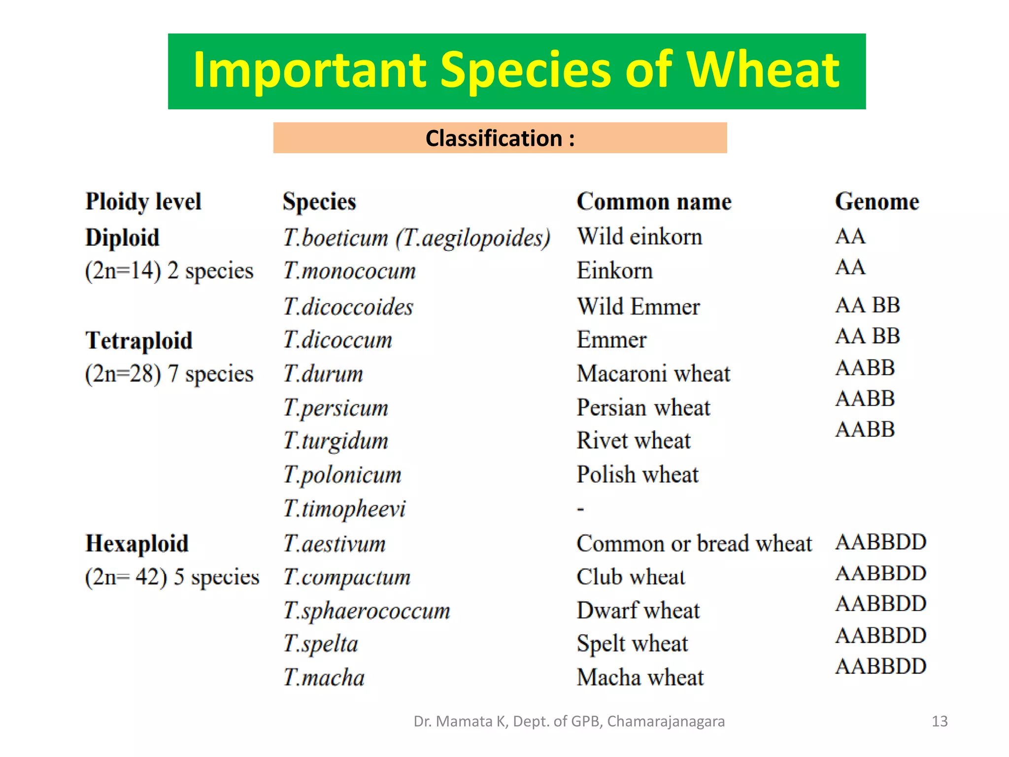Breeding of wheat | PDF