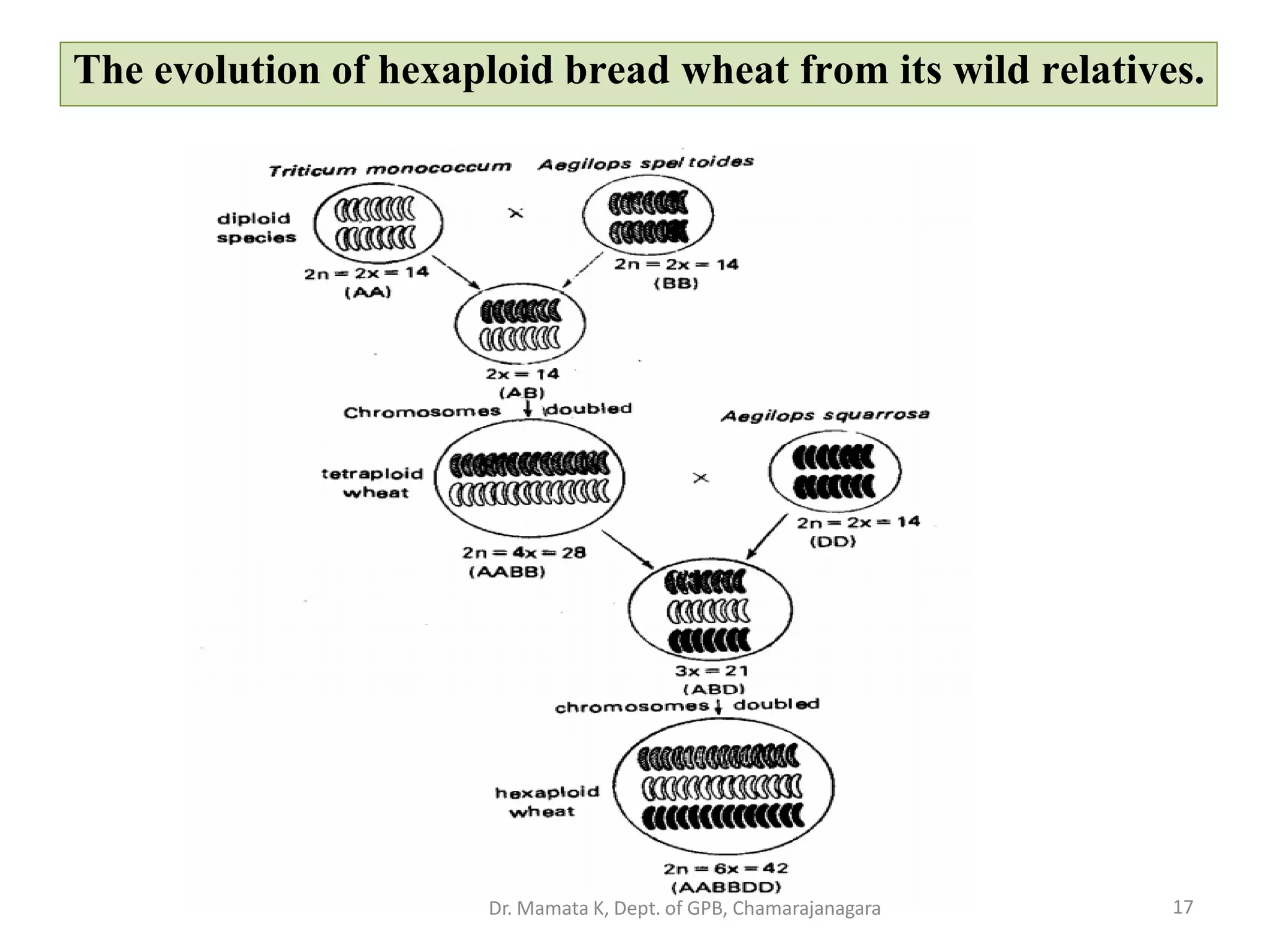 Breeding of wheat | PDF