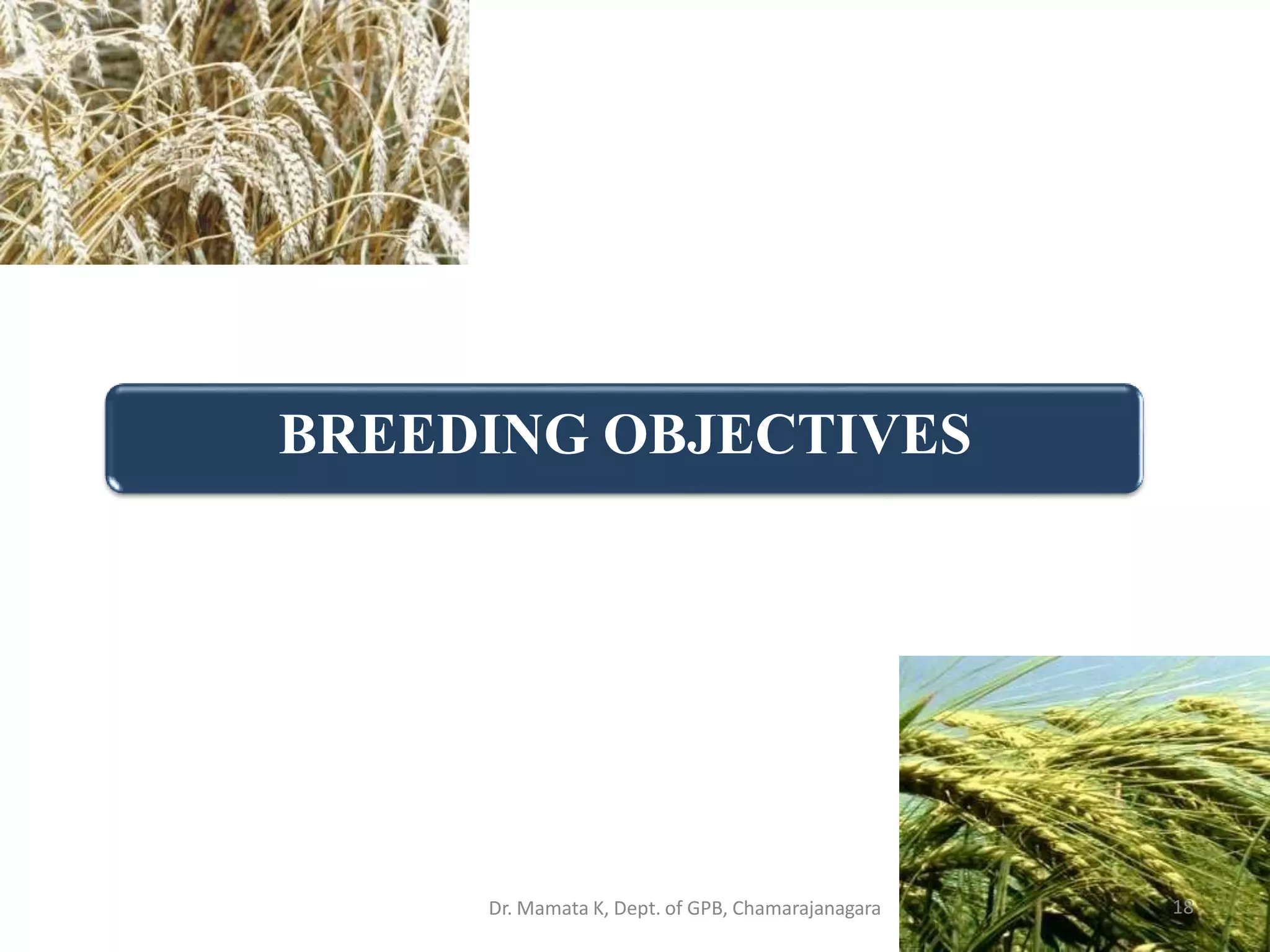Breeding of wheat | PDF
